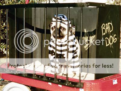 FARK.com: (4016176) Stoner Pug burns down apartment