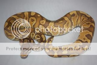 SE England - Royal Python Morphs - Males and Females | Reptile Forums