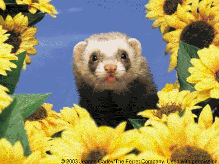 Top 10 Ferret Names | Pixelate Immediate